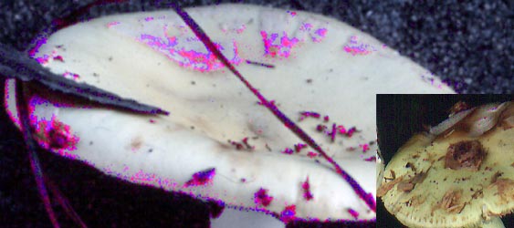 Amanita lavendula Amanita lavendula