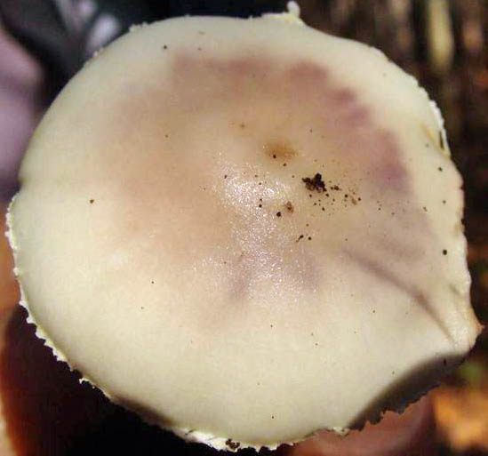 Amanita sp-lavendula02, Hawn St. Pk., Ste. Genevieve Co., Missouri, USA ... Amanita sp-lavendula02, Hawn St. Pk., Ste. Genevieve Co., Missouri, USA ...